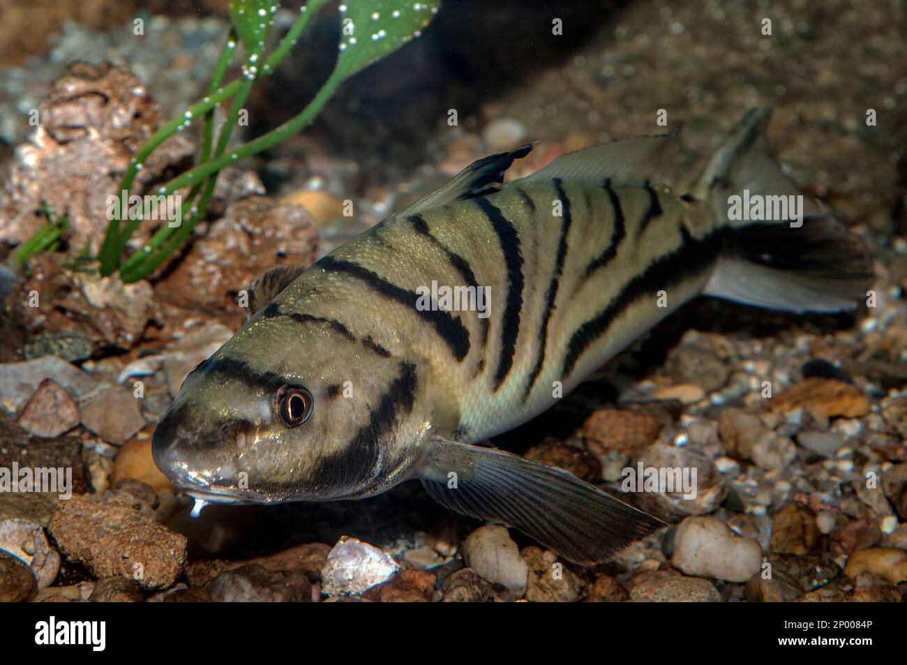 Menticirrhus saxatilis hi-res stock photography and images - Alamy