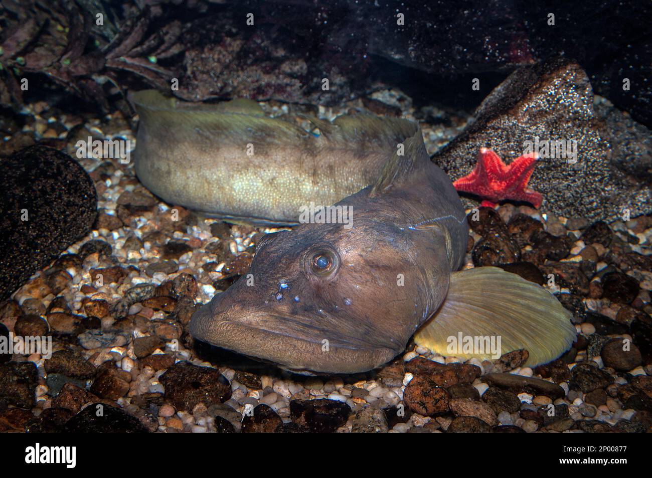 Pout hi-res stock photography and images - Alamy