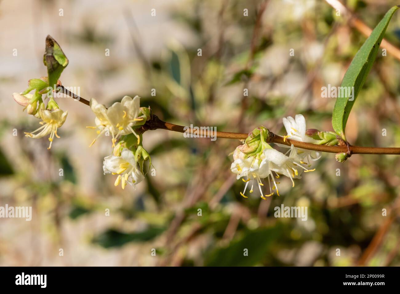 Lonicera x purpusii winter beauty hi-res stock photography and images ...