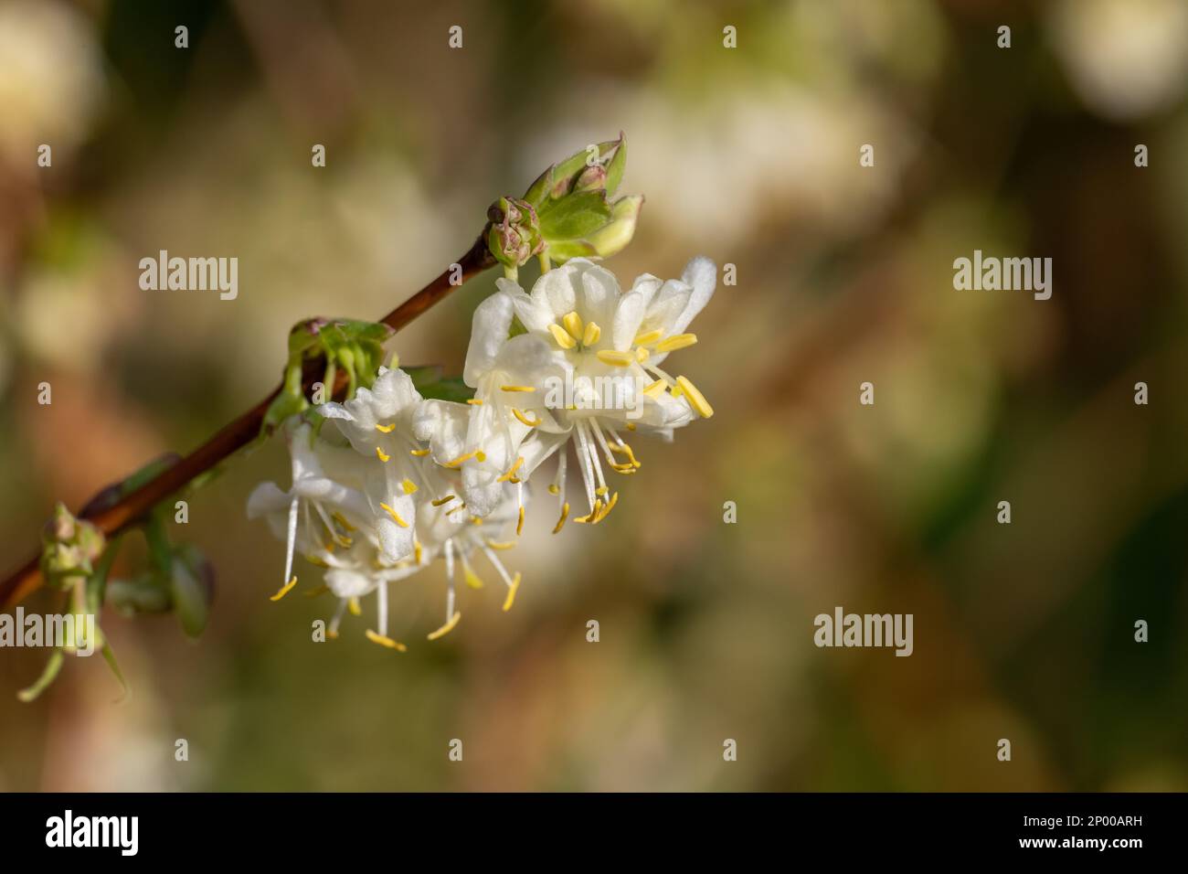 Lonicera x purpusii ‘winter beauty hi-res stock photography and images ...