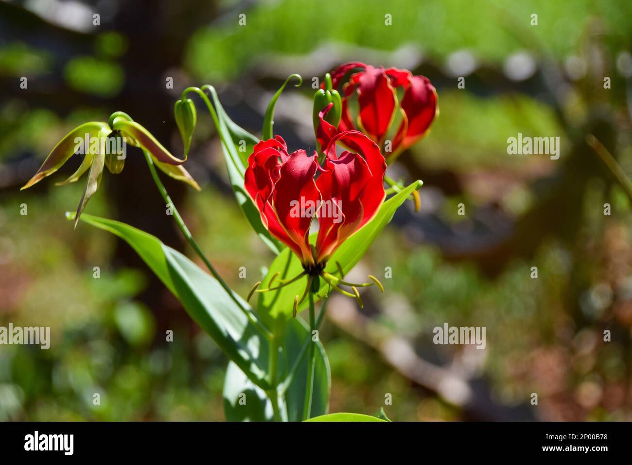 Flame lily flowers, Gloriosa superba, in Zimbabwe Stock Photo - Alamy