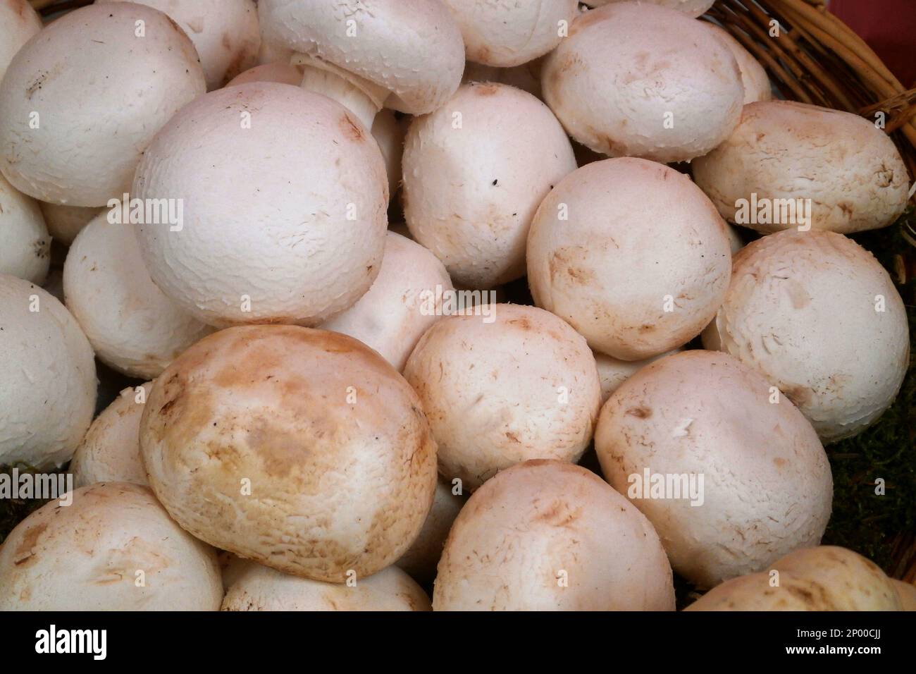 Close-up on a stack of button Mushrooms (Agaricus bisporus) in a basket ...