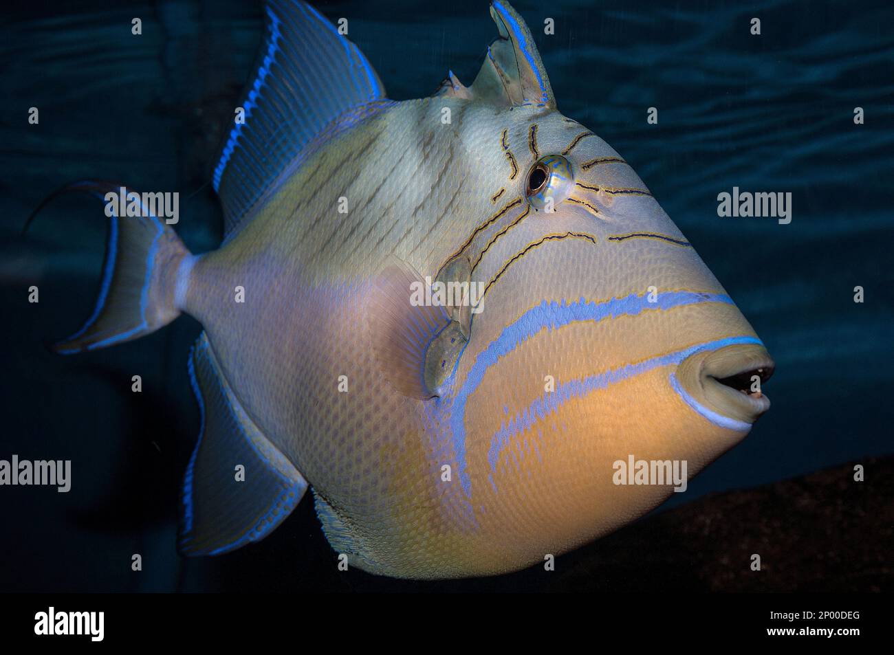Queen Triggerfish swimming right full body view Stock Photo - Alamy