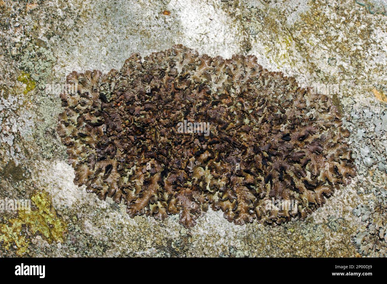 Lichen found in north wales hi-res stock photography and images - Alamy