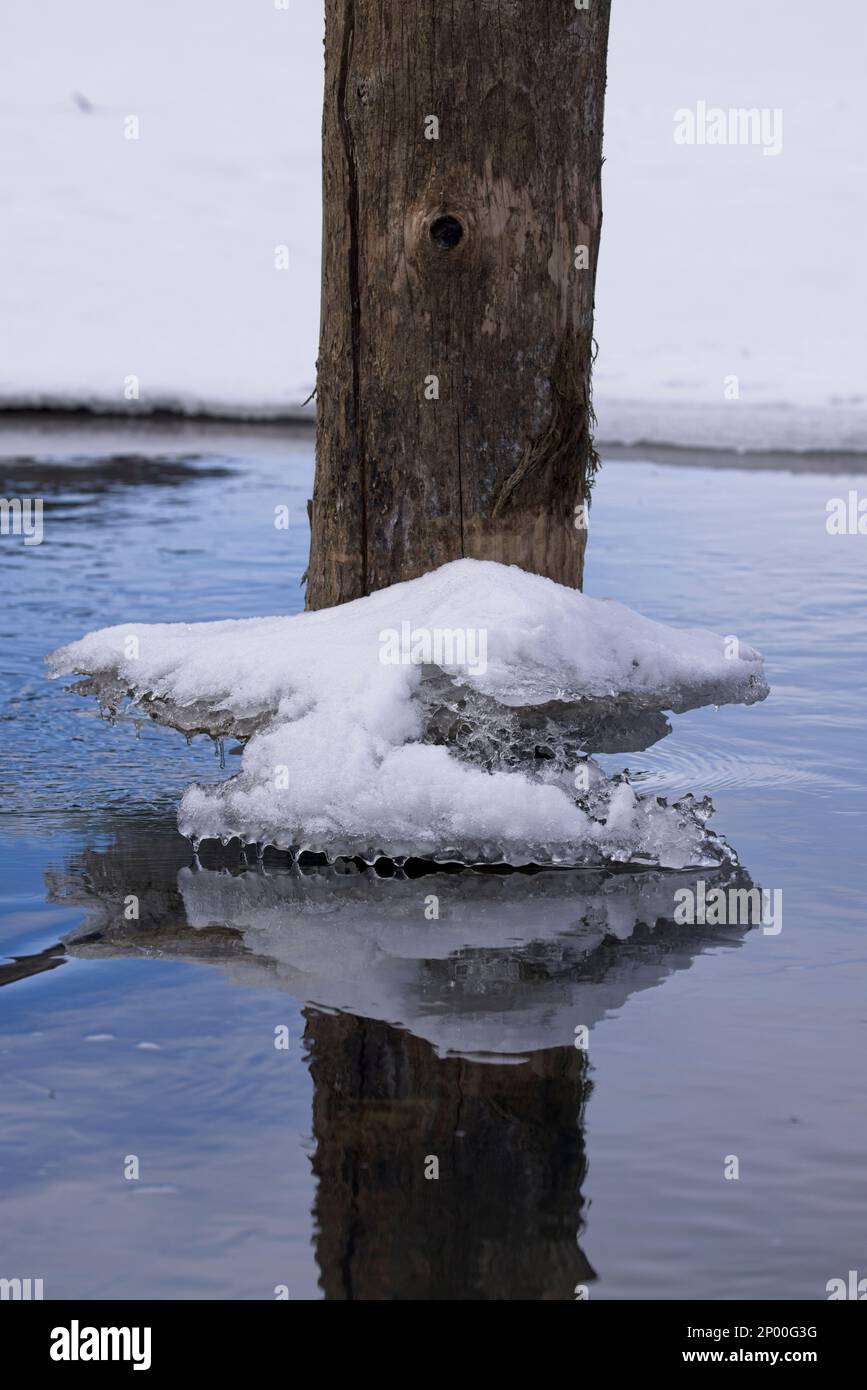 A close up photo of melting ice on a wood piling in north Idaho in late ...