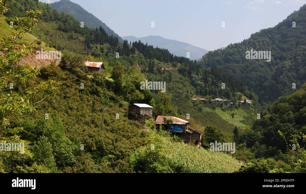 Camili borcka hi-res stock photography and images - Alamy