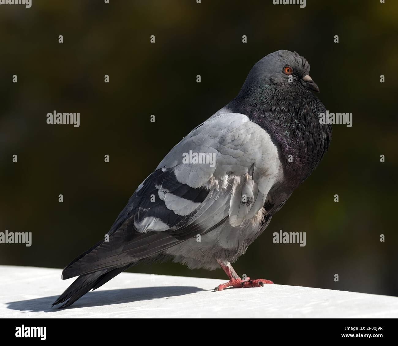Portrait of a common, city pigeon, Columbidae, shown perched. Image ...