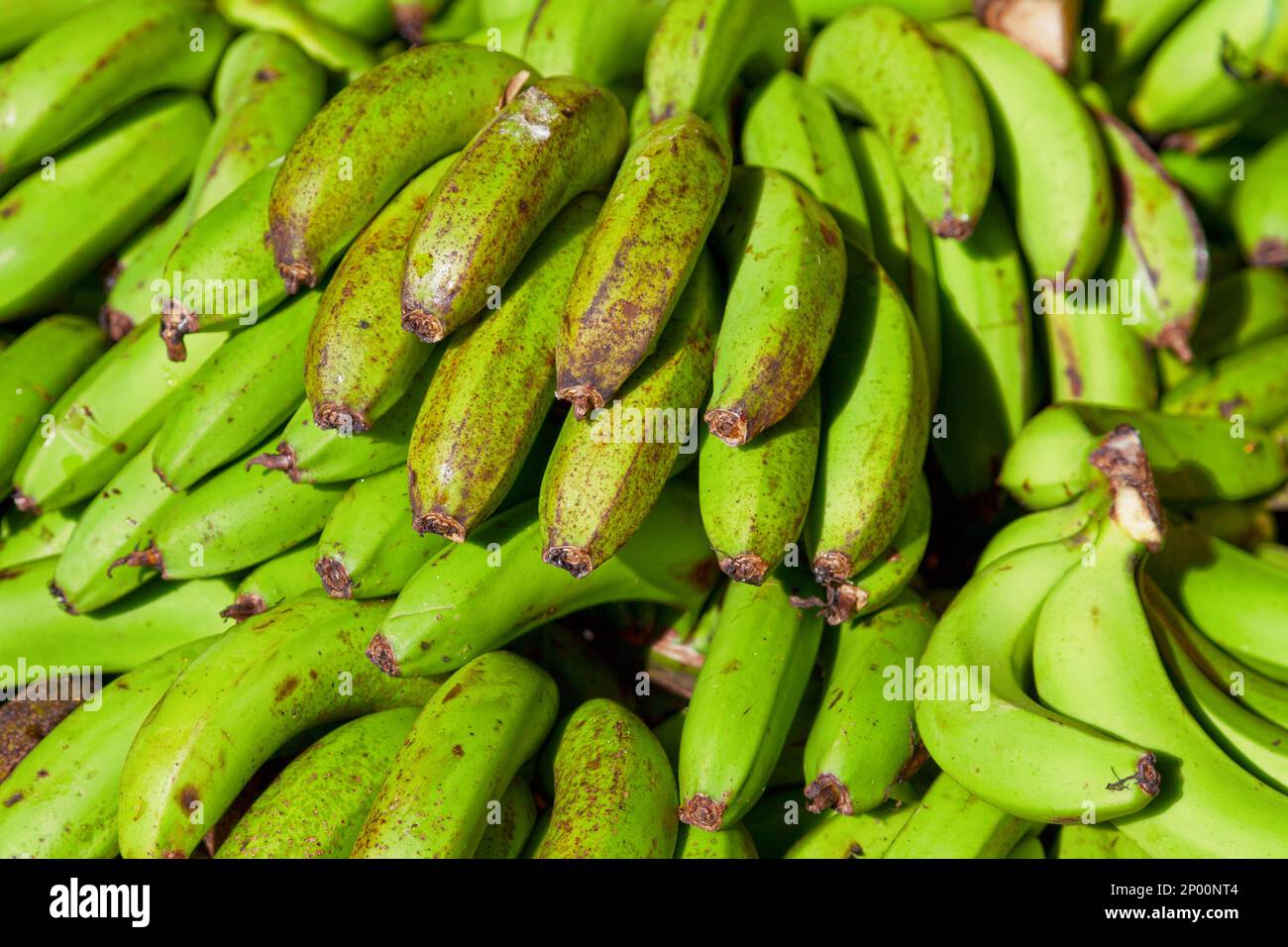 Full frame close-up on a stack of unripe bananas on a market stall ...