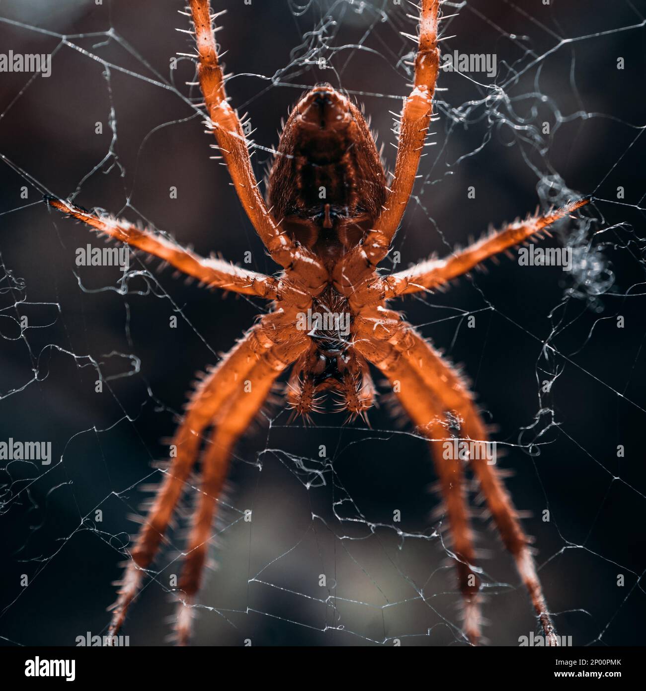 spider on the spider web waiting to hunt Stock Photo - Alamy