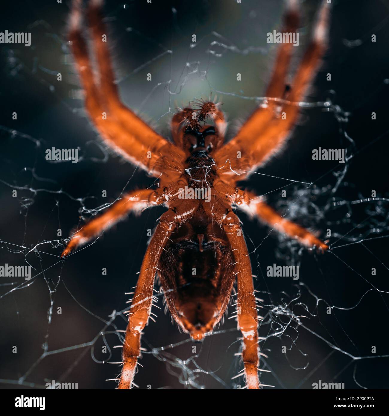 Spider web wallpaper hi-res stock photography and images - Alamy