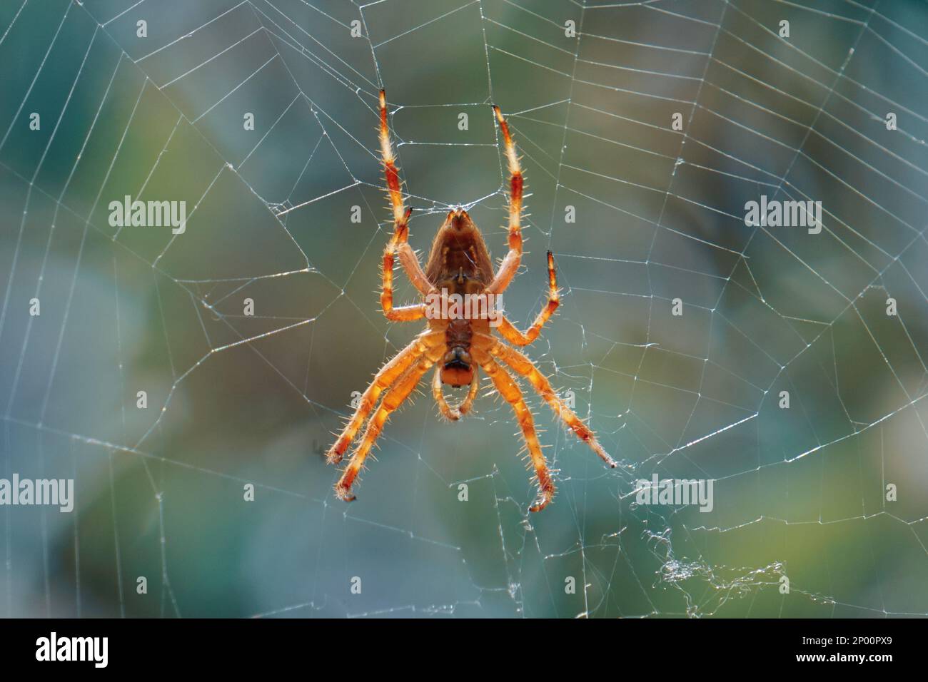 Predator waiting to hunt hi-res stock photography and images - Alamy
