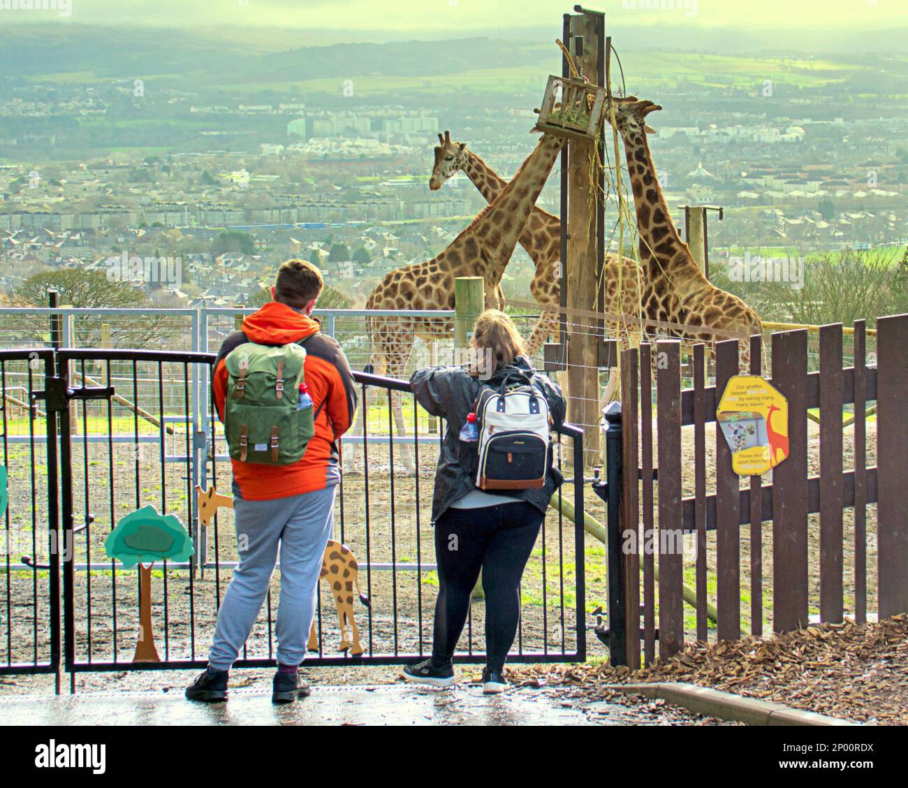 Edinburgh, Scotland, UK 2nd t March, 2023. UK Weather: Giraffes ...