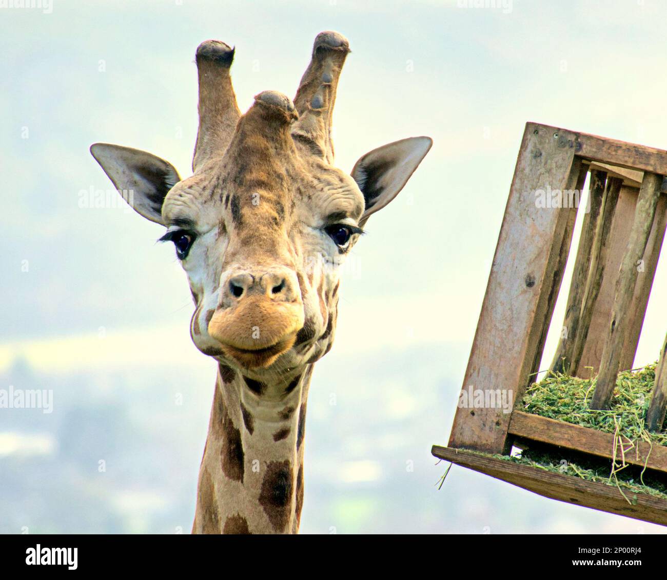 Giraffe on a ferry hi-res stock photography and images - Alamy