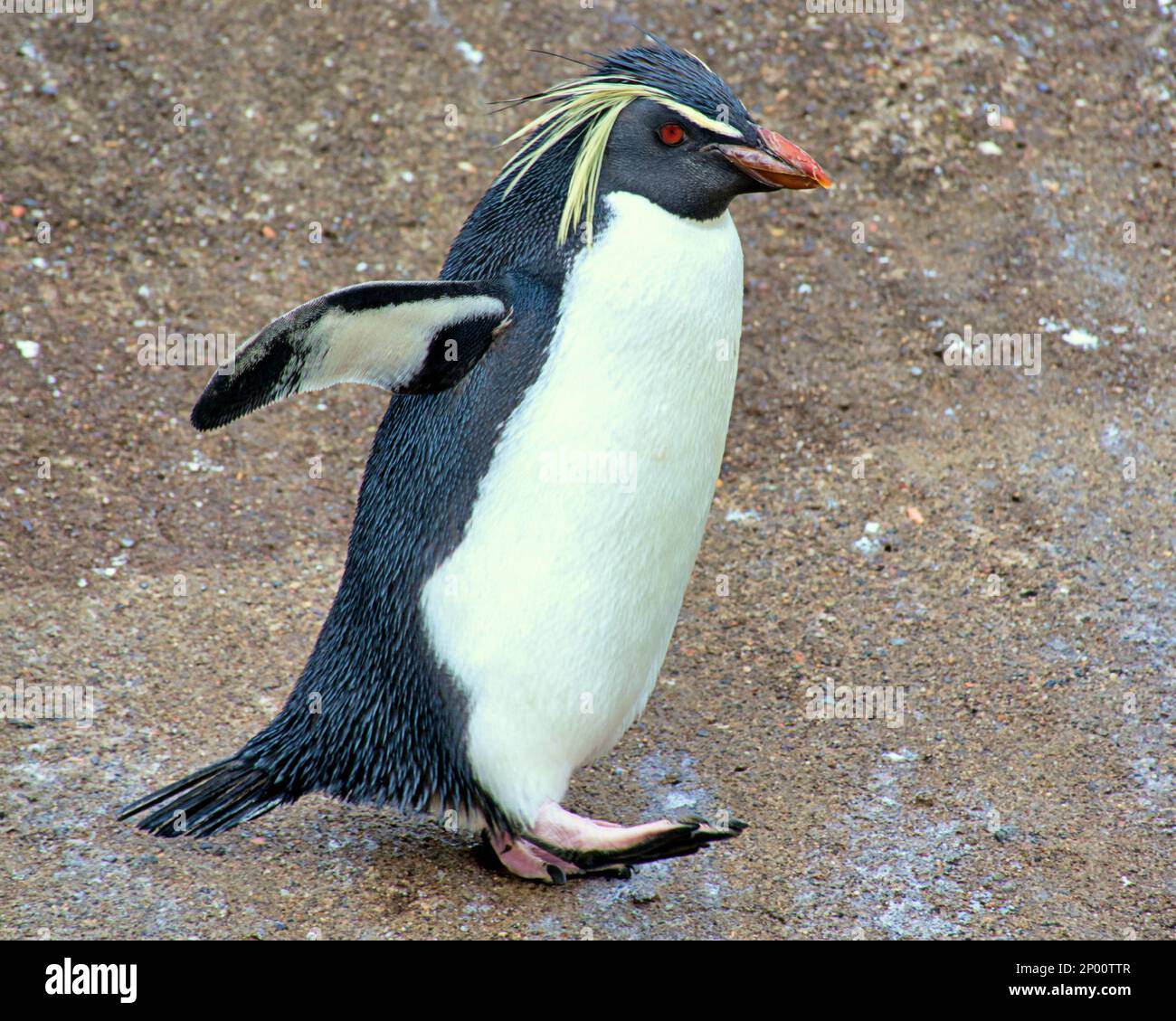 Edinburgh, Scotland, UK 2nd t March, 2023. UK Weather: rockhopper ...