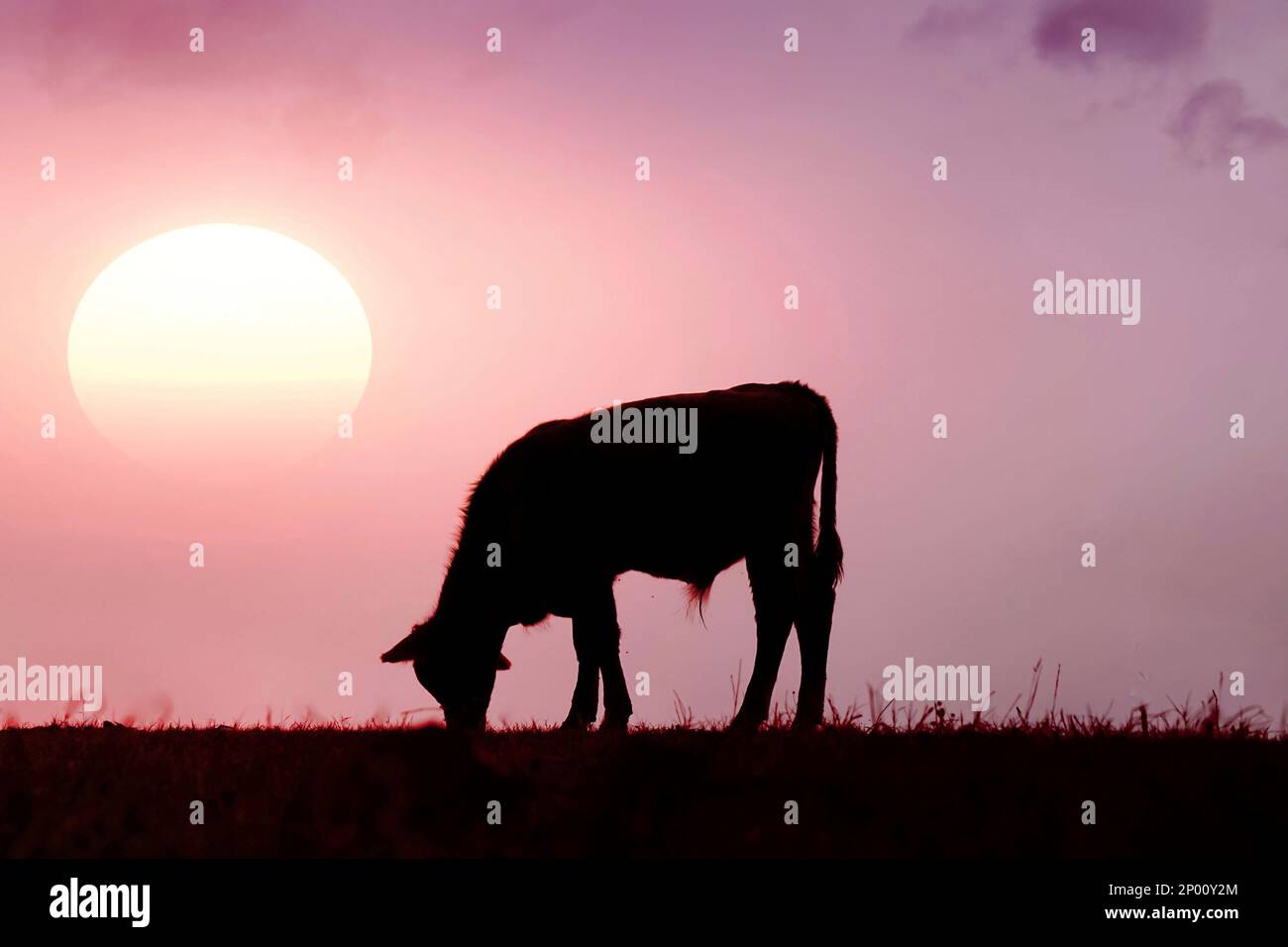 Calf wallpaper hi-res stock photography and images - Alamy