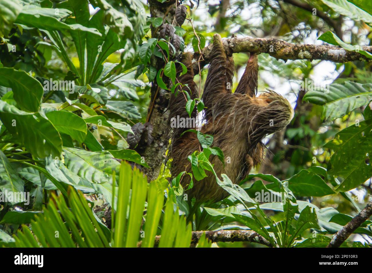 mother two-toed sloth hanging on a tree with her baby's arm holding her ...