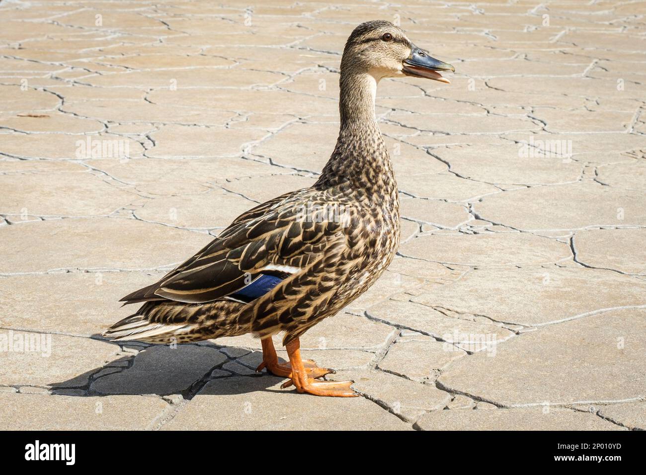 Female duck stands hi-res stock photography and images - Alamy