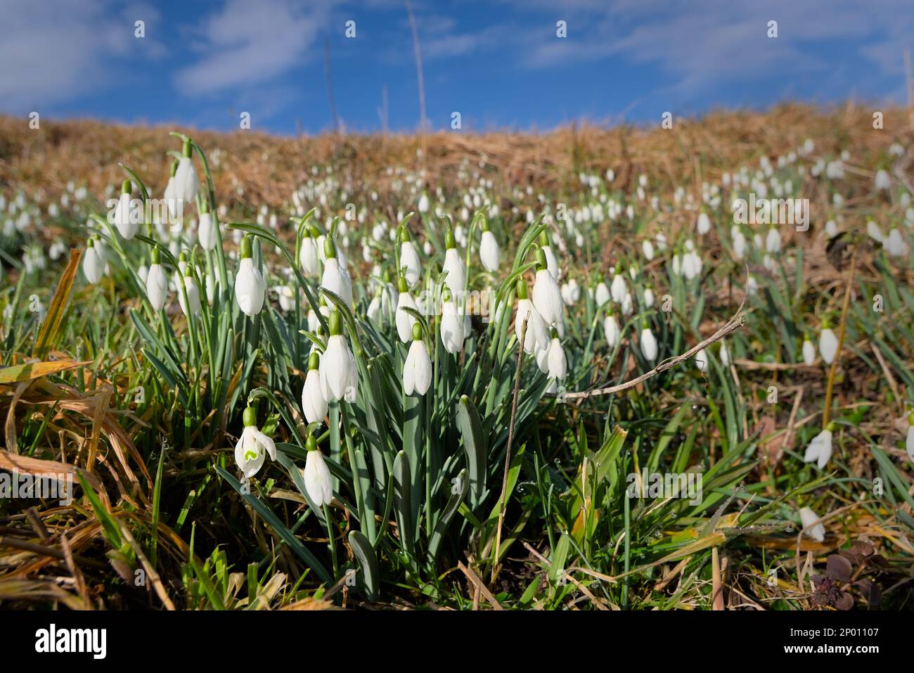 a bunch of wild snowdrops in the spring sun with fresh dew on its ...
