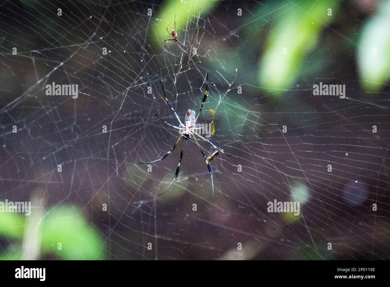 Golden Orb Spider with it’s web to catch insects Stock Photo - Alamy