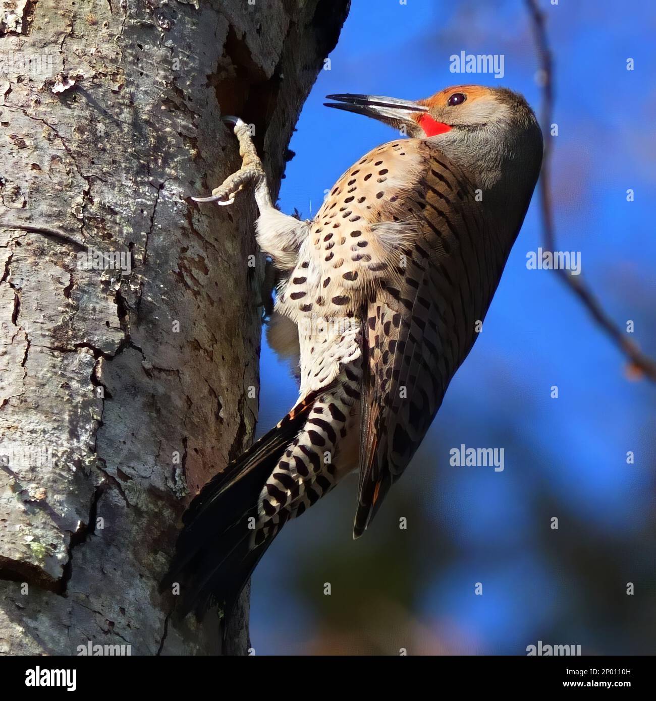 Northern common flicker colaptes hi-res stock photography and images ...