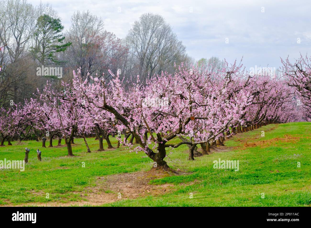 Peach orchard spring hi-res stock photography and images - Alamy
