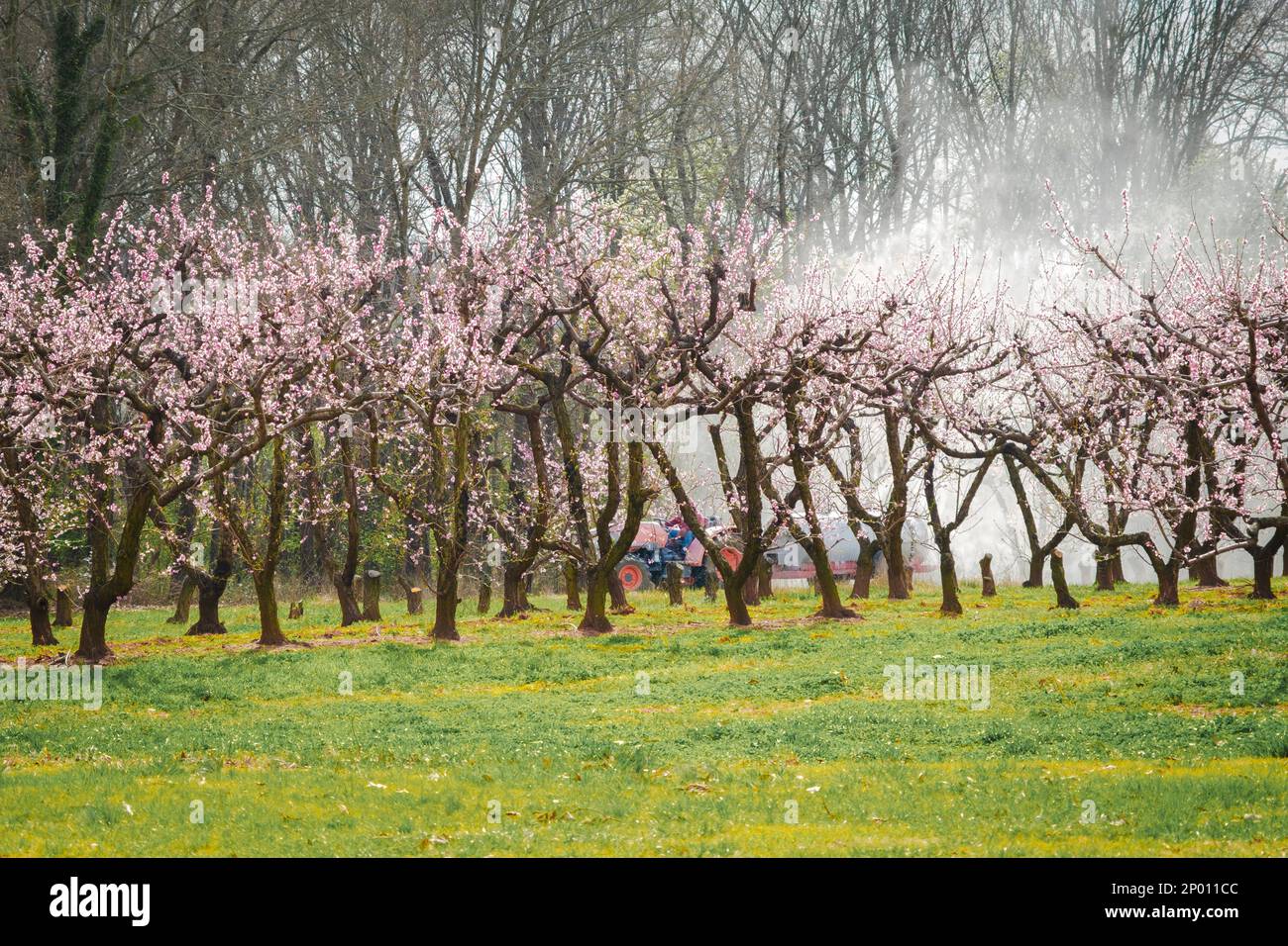 Tractor spraying a peach tree orchard with chemicals in the spring ...