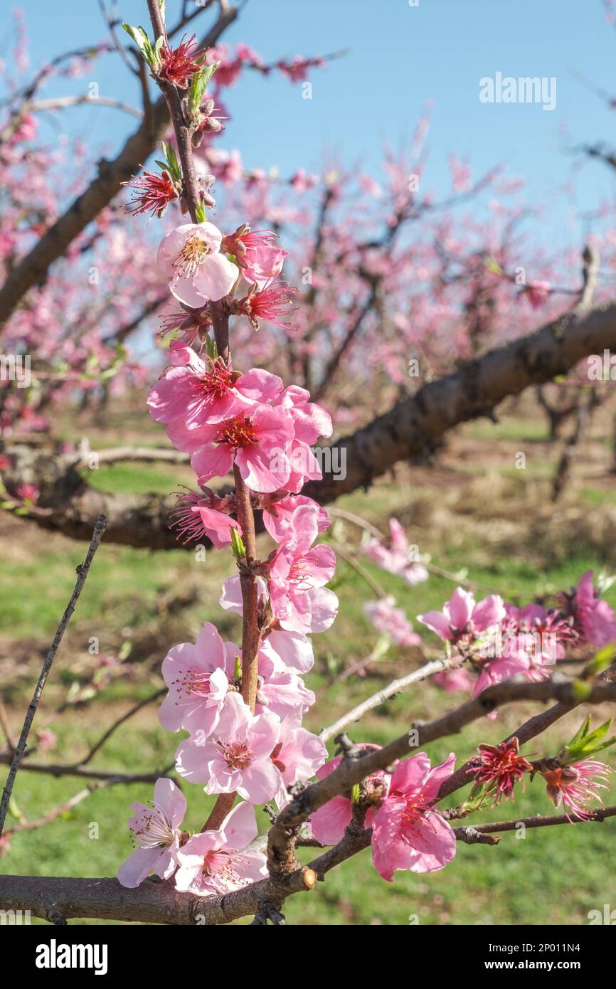 Peach tree in orchard blooming hi-res stock photography and images - Alamy
