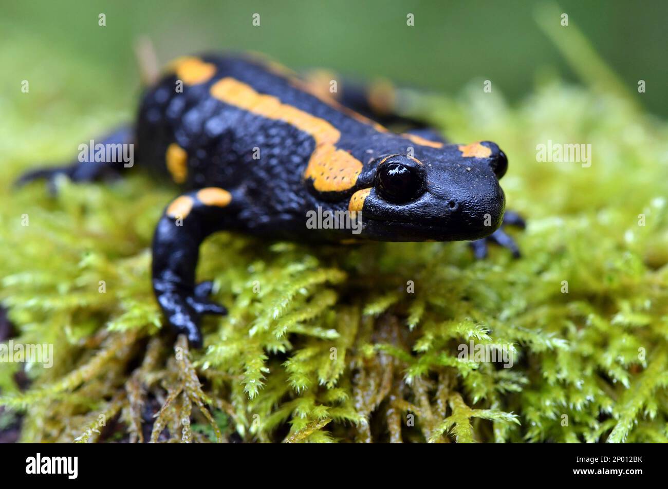 In this Oct. 18, 2016 file photo, a fire salamander perches on a mossy ...