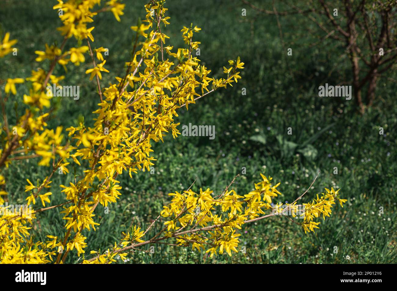 Vibrant yellow flowers displays hi-res stock photography and images - Alamy