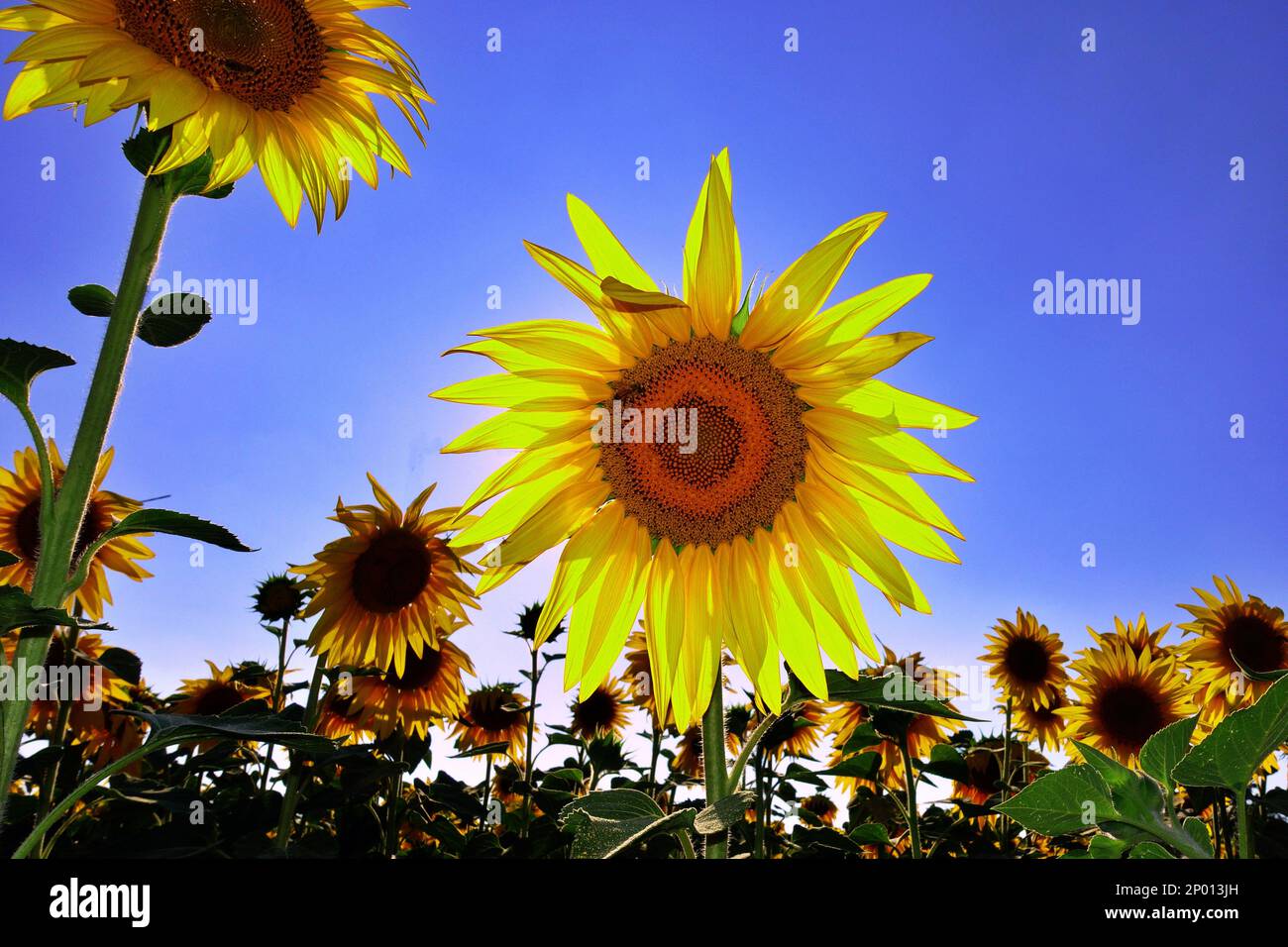 Sunbeam sunflower hi-res stock photography and images - Alamy