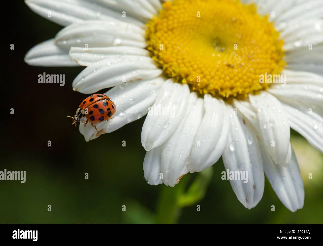 Cute beetle hi-res stock photography and images - Alamy
