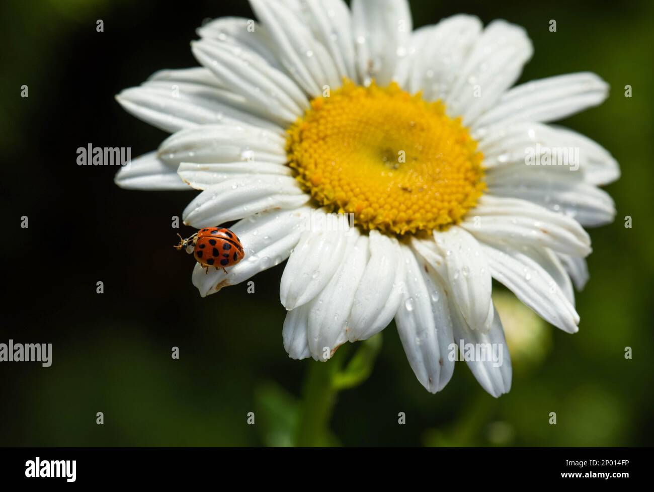 Cute beetle hi-res stock photography and images - Alamy