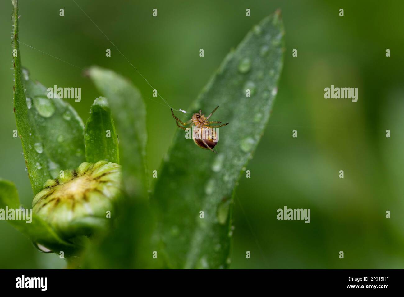 Six spotted orb weaver spider hi-res stock photography and images - Alamy