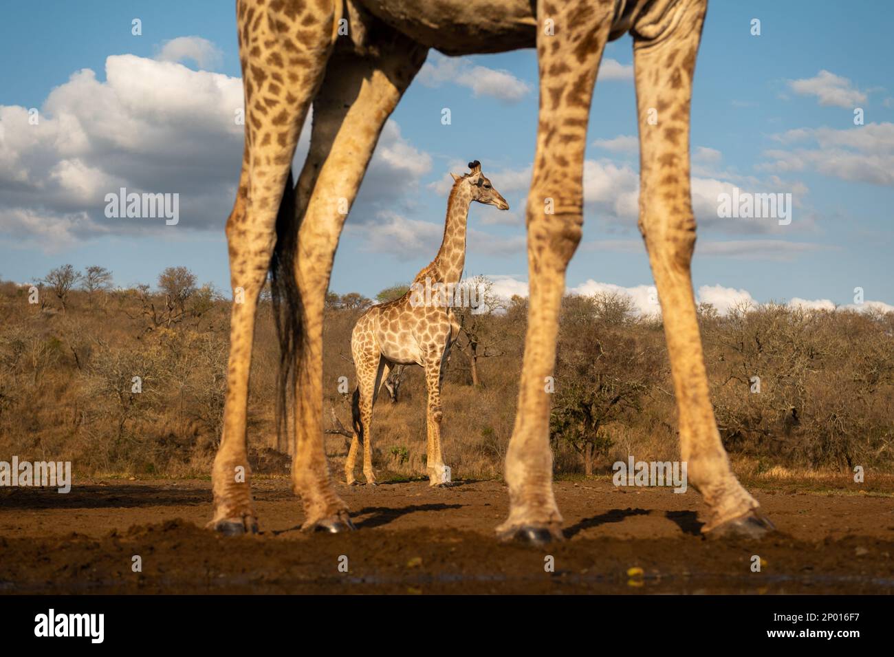 A young giraffe visible through the legs of an adult at the edge of a ...