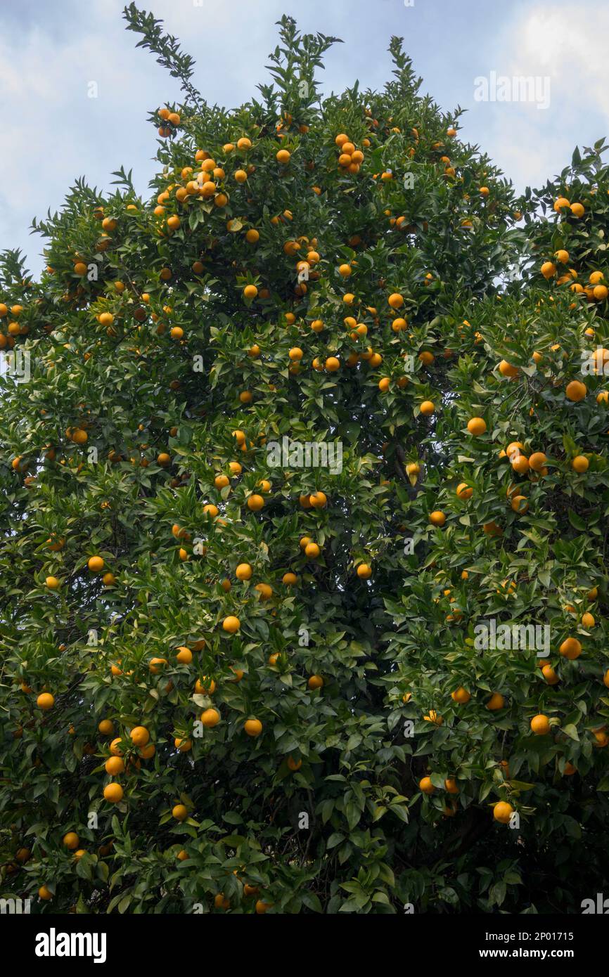 Orange tree full of ripe oranges ready to pick vertically Stock Photo ...