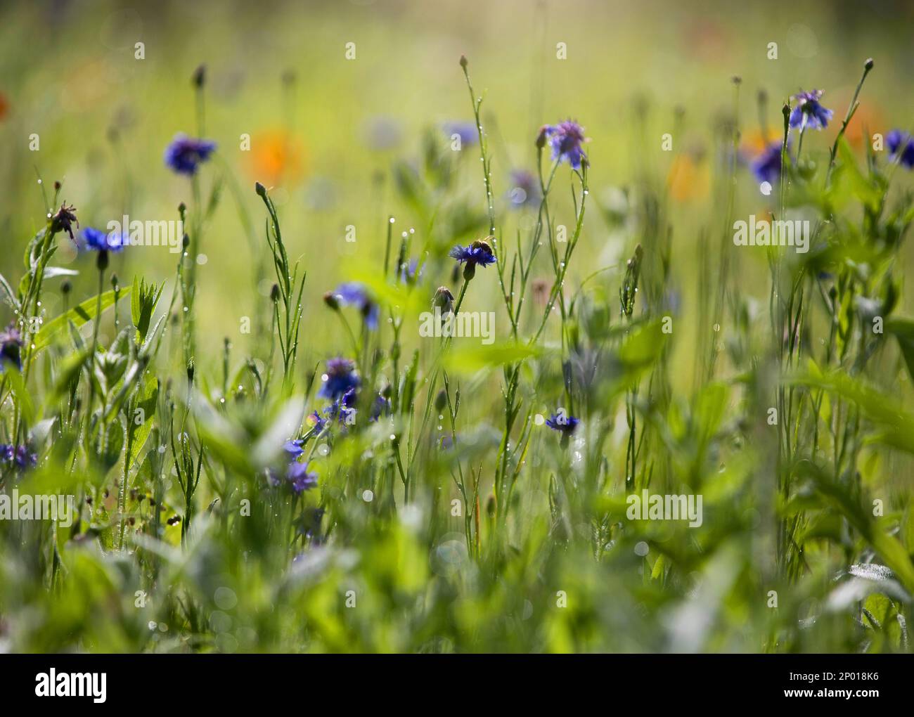 Wildflower meadow after a rain storm Stock Photo - Alamy