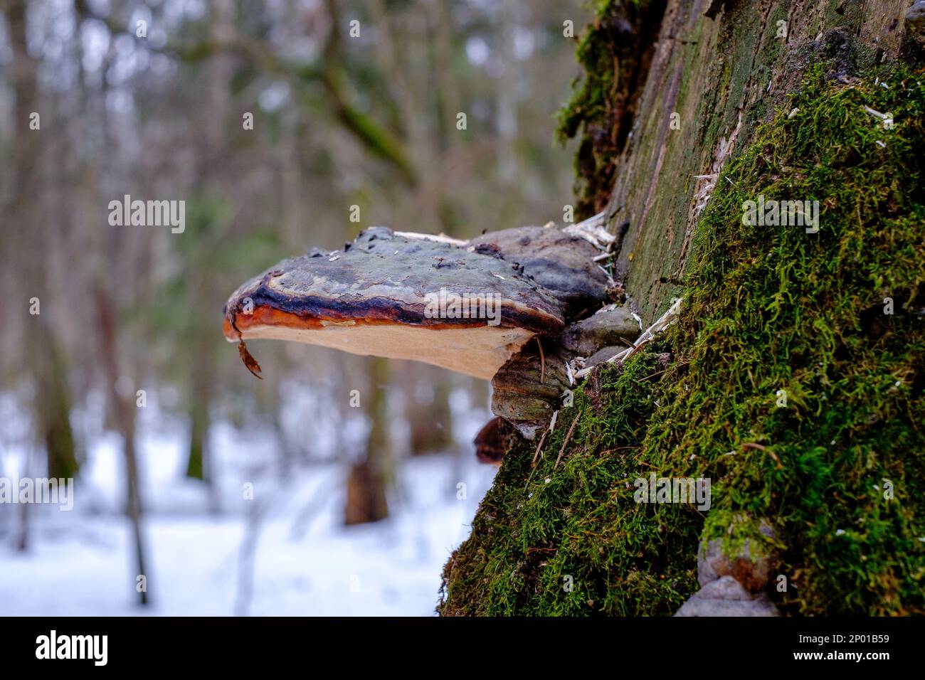 Fomitopsis pinicola, is a stem decay fungus common on softwood and ...