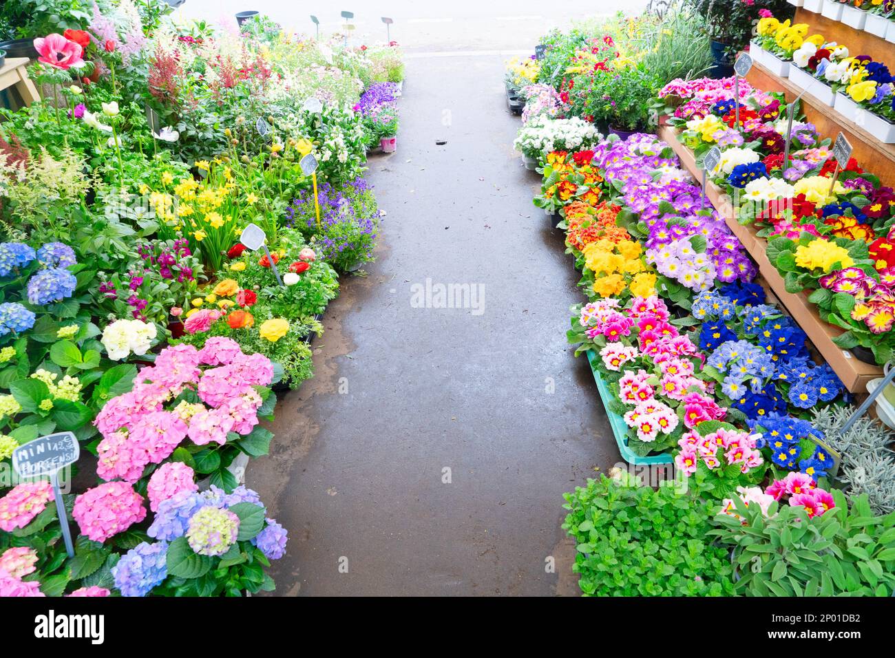 Paris flower market Stock Photo - Alamy