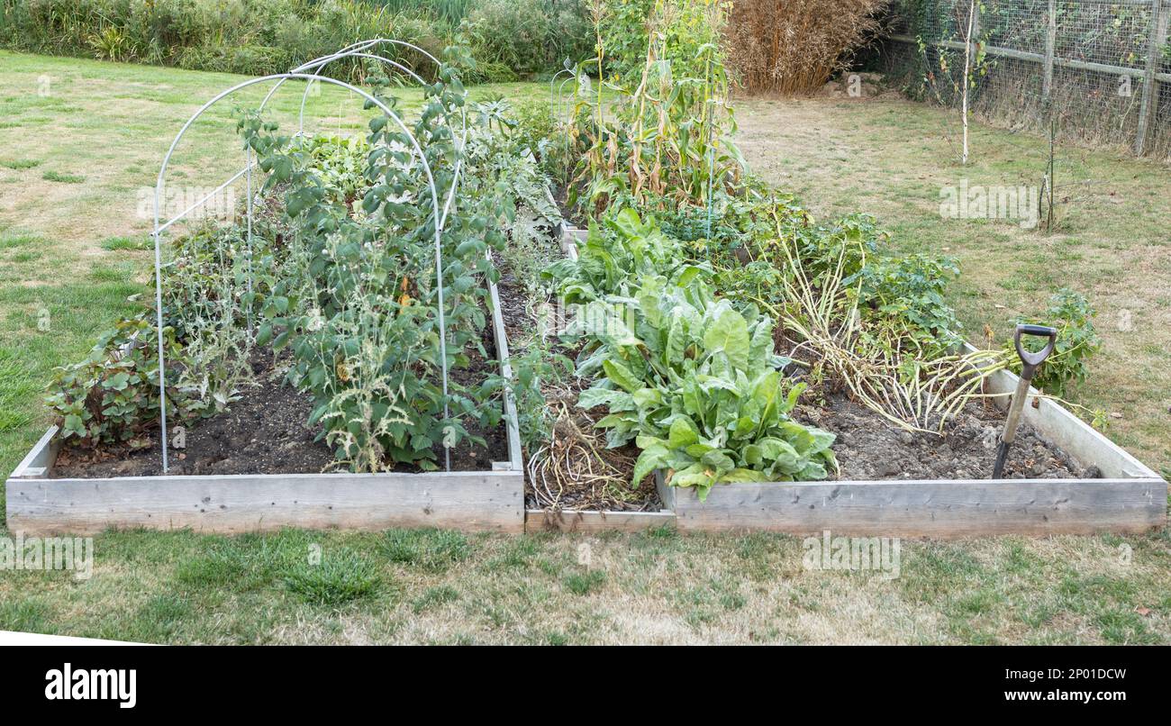 Runner beans and courgettes growing in garden vegetable plot Stock ...