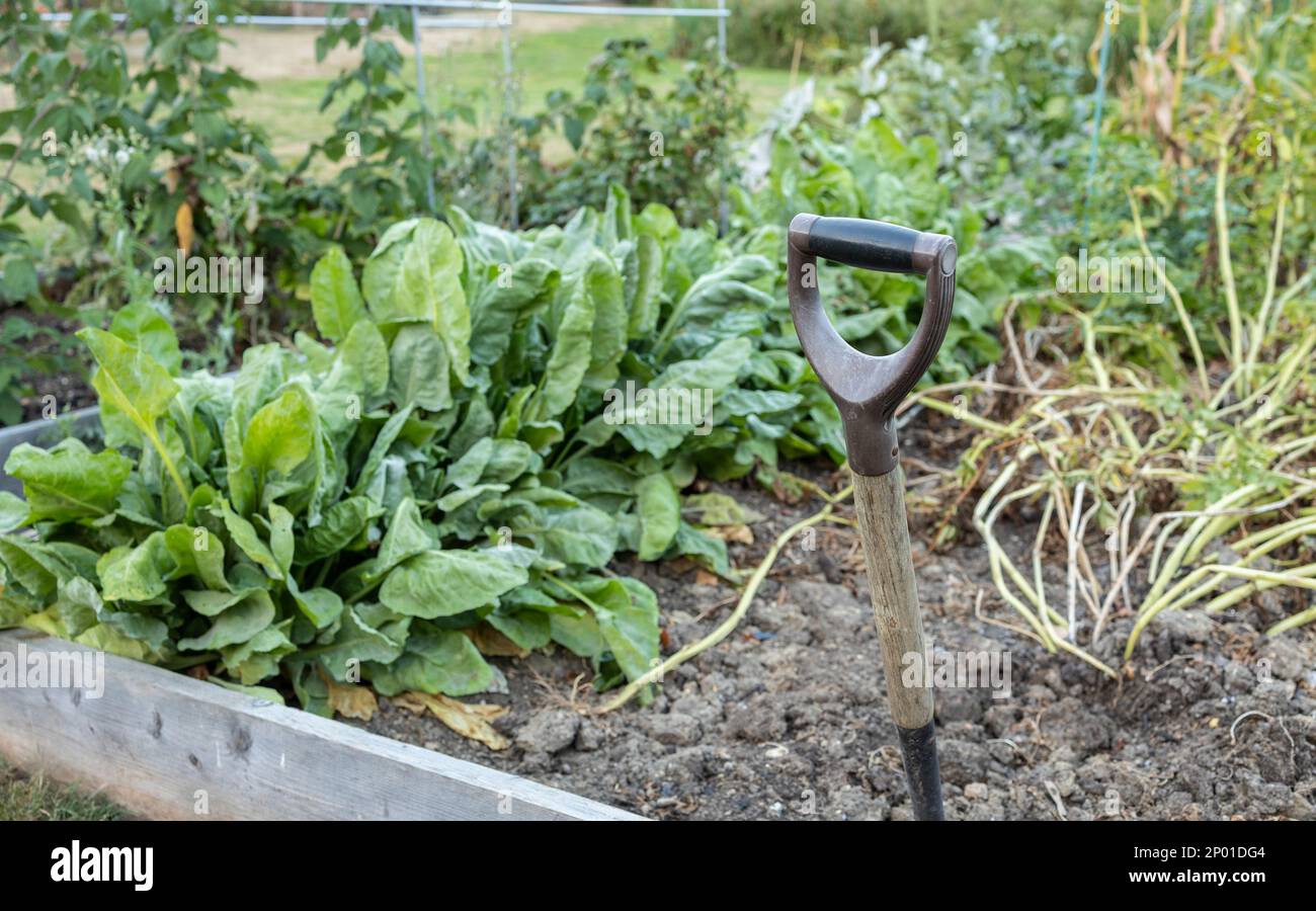 Runner beans and courgettes growing in garden vegetable plot Stock ...