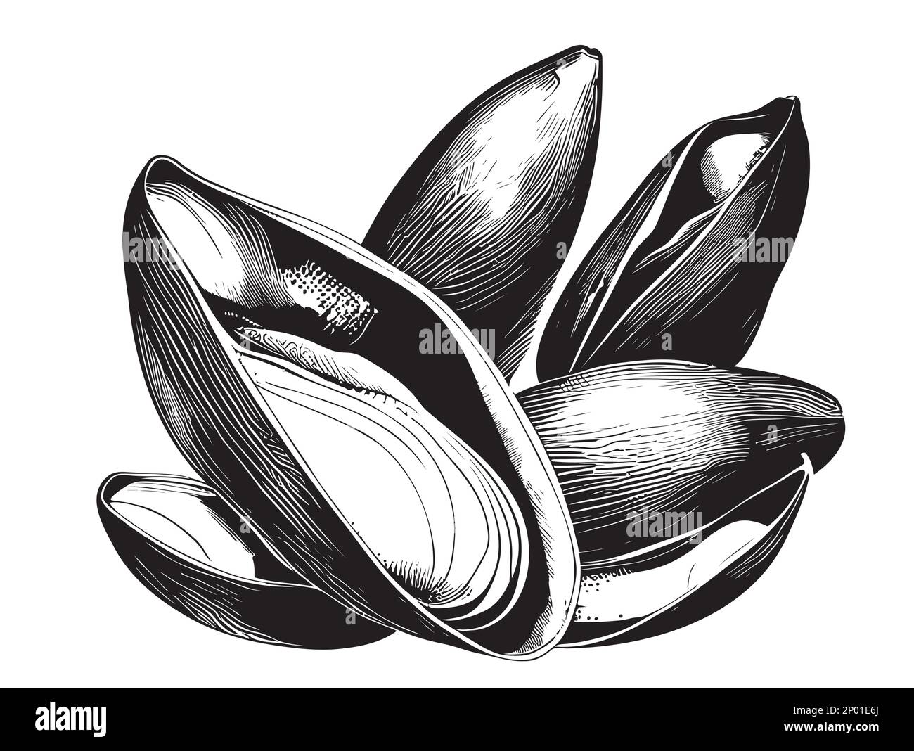 Mussels sea sketch drawn with hand illustration sea food Stock Vector ...