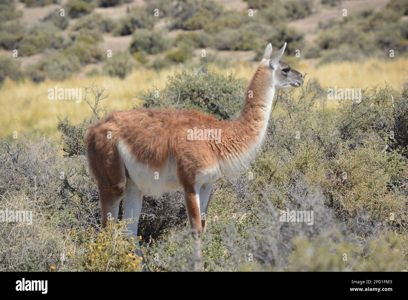 Domestic animals in Patagonia Argentina. Guanacos Stock Photo - Alamy
