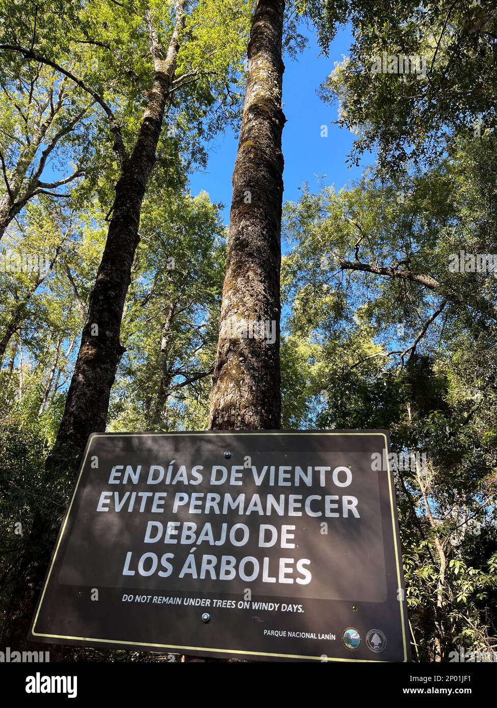 Pine trees in argentina hi-res stock photography and images - Alamy