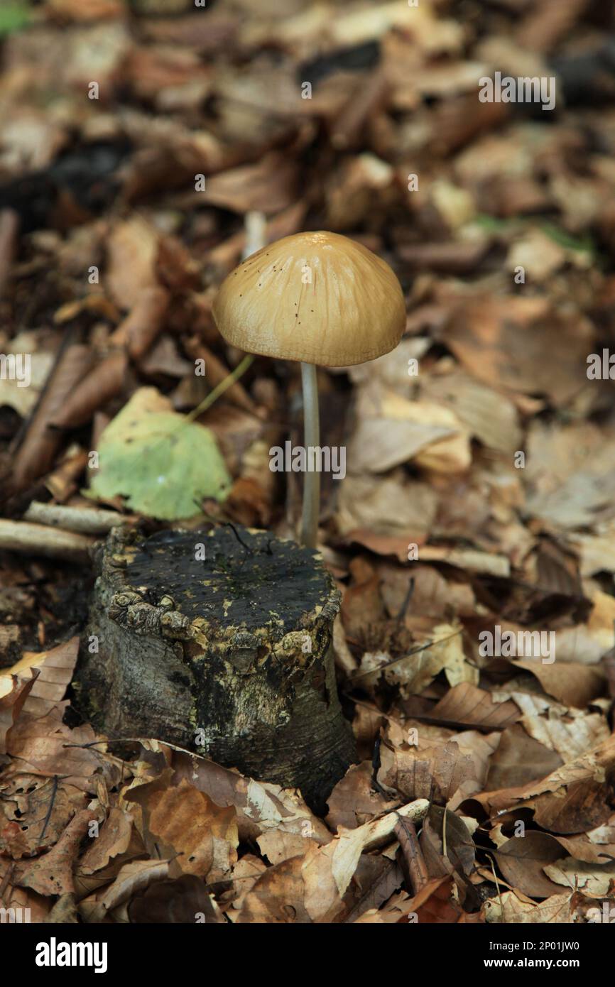 Hymenopellis radicata, commonly known as the deep root mushroom or the ...