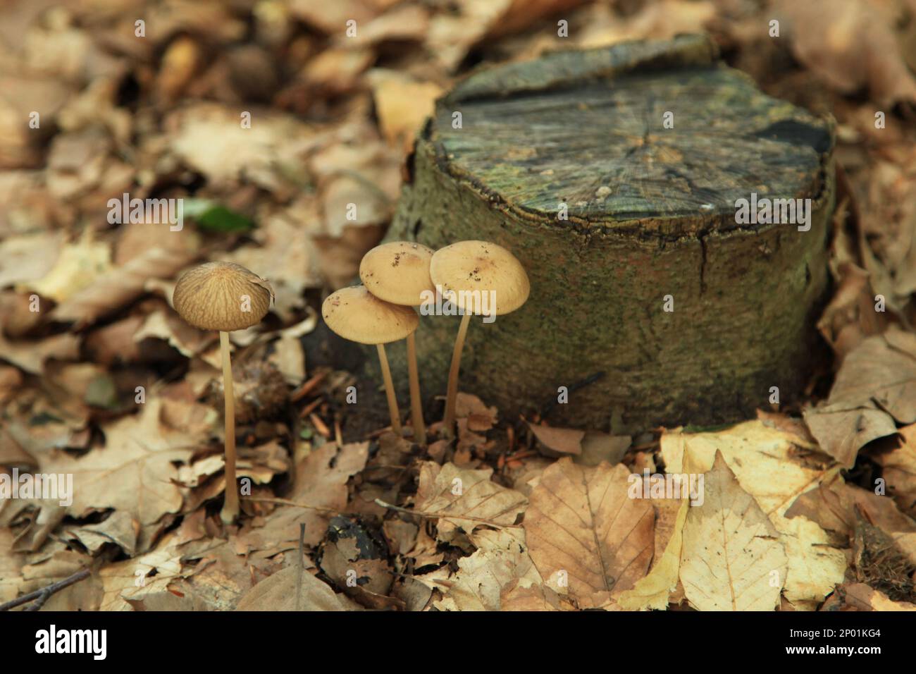 Hymenopellis radicata, commonly known as the deep root mushroom or the ...