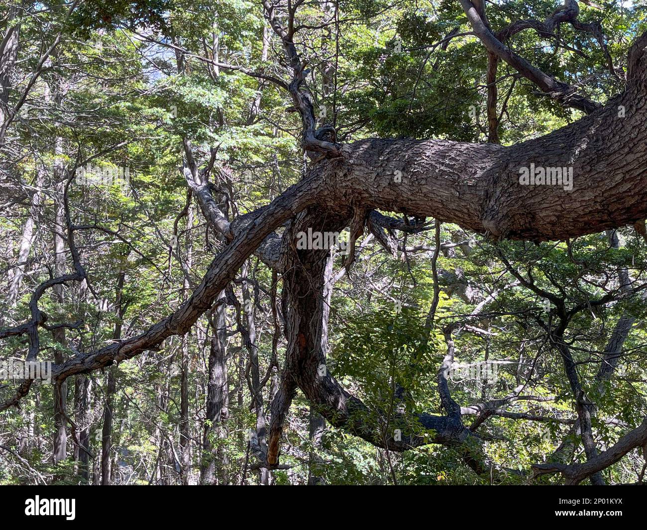 Pine trees in argentina hi-res stock photography and images - Alamy