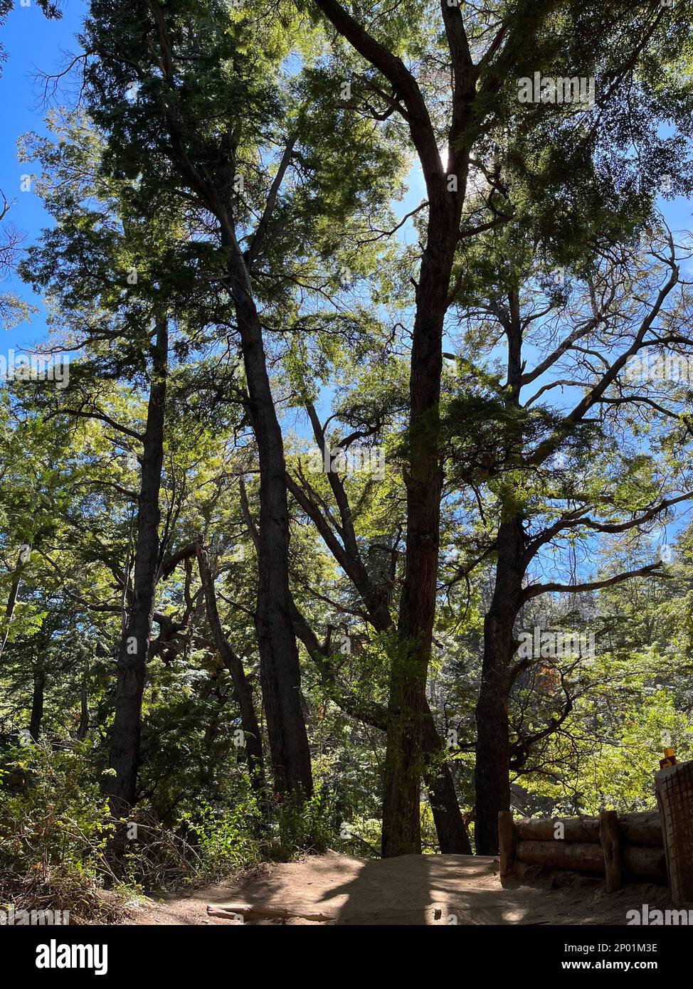 Branches of the trees in the patagonia argentina Stock Photo - Alamy