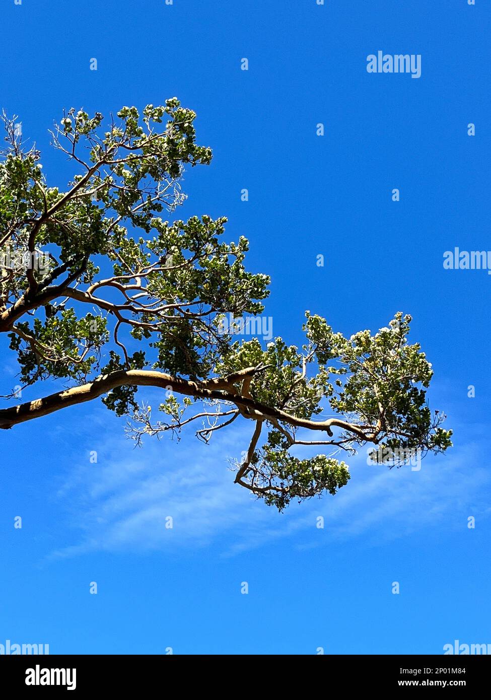 branches of the trees in the forest Stock Photo - Alamy