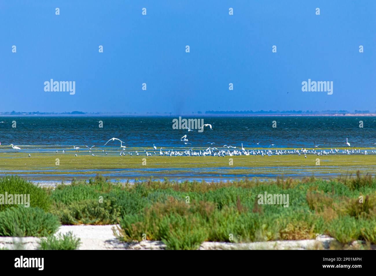 Tuzly Amazonia lagoons with lots of birds in Tuzly Lagoons National ...