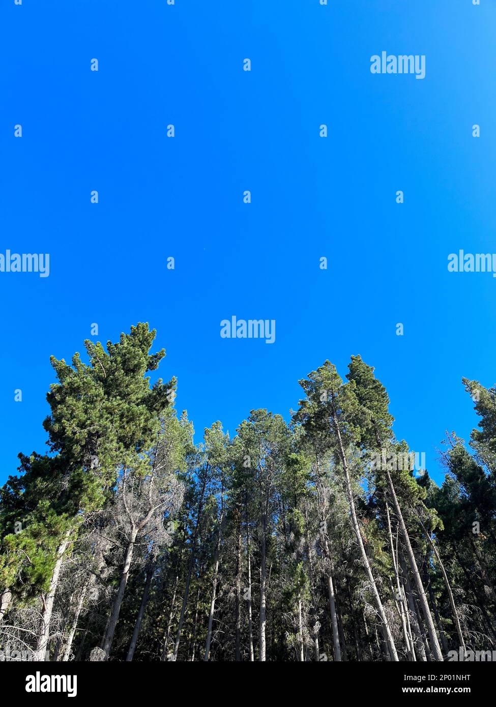 pine forest in San Martin de los Andes, Argentina Stock Photo - Alamy
